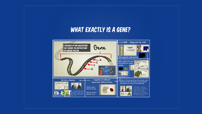 What Exactly Is a Gene? by Brian Miller on Prezi