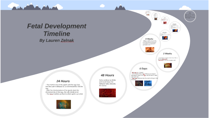 Fetal Development Timeline by on Prezi