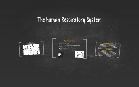 The Human Respiratory System by Amrit Sahota