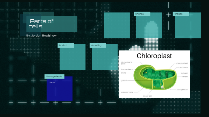 Chloroplast project by Jordan Cruz on Prezi