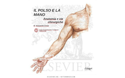 ANATOMIA CHIRURGICA POLSO E MANO by Alessandro Crosio on Prezi