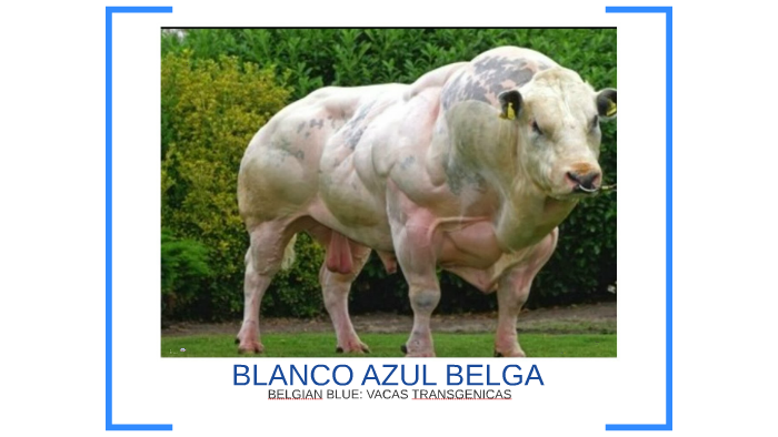 BLANCO AZUL BELGA by laura pamela tobon aristizabal on Prezi