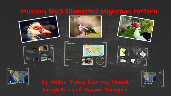 Muscovy Duck (Domestic) Migration Pattern by Caroline Thompson on Prezi