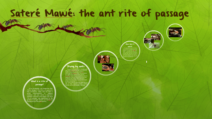Sateré Mawé: the ant rite of passage by Ju Karin on Prezi