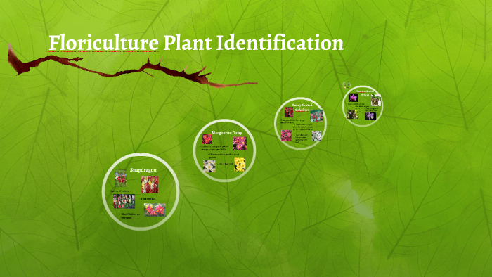 Floriculture Plant Identification by Emma Pickett on Prezi