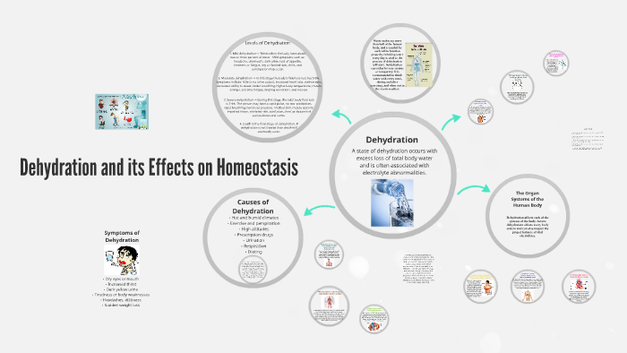 Dehydration and it's Effects on Homeostasis by Julia Galuppo on Prezi