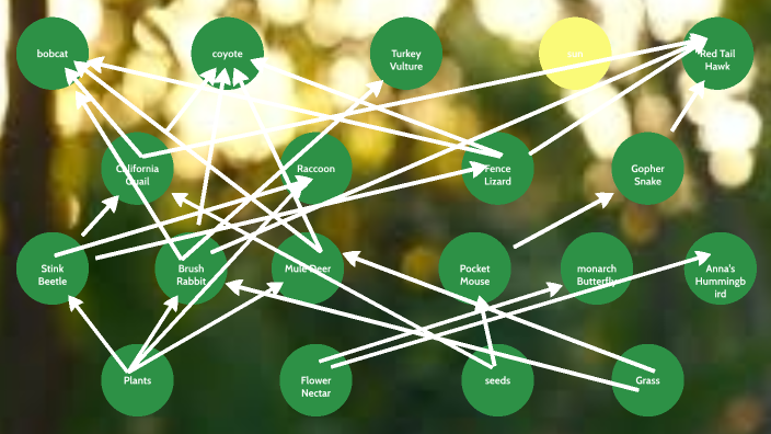 Chaparral Food Web by Kelly Horjatschun on Prezi