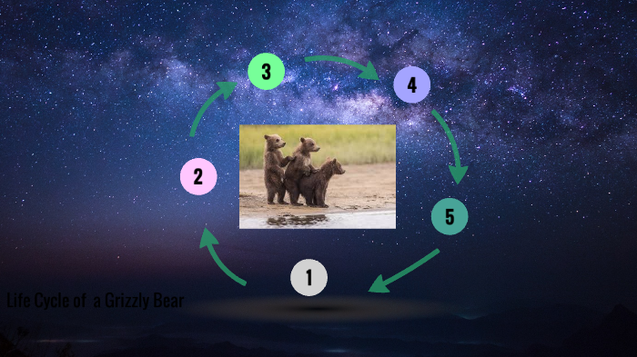 Bethand Chloe Grizzly bear life cycle by Stephanie Harding on Prezi