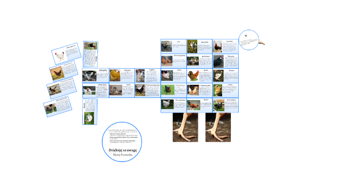 Prezentacja na temat:Rasy drobiu. by Błażej Parzonka on Prezi