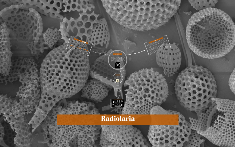 Radiolaria by Jorge Carrillo on Prezi