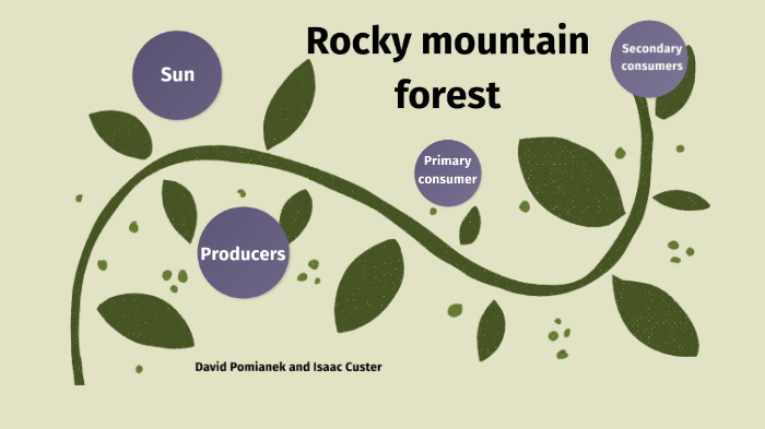 Forest flow chart by David Pomianek on Prezi
