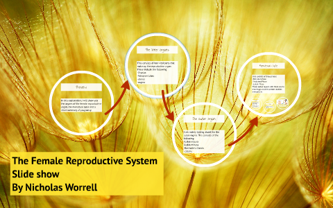The Female Reproductive System Slide show by nicholas Worrell on Prezi