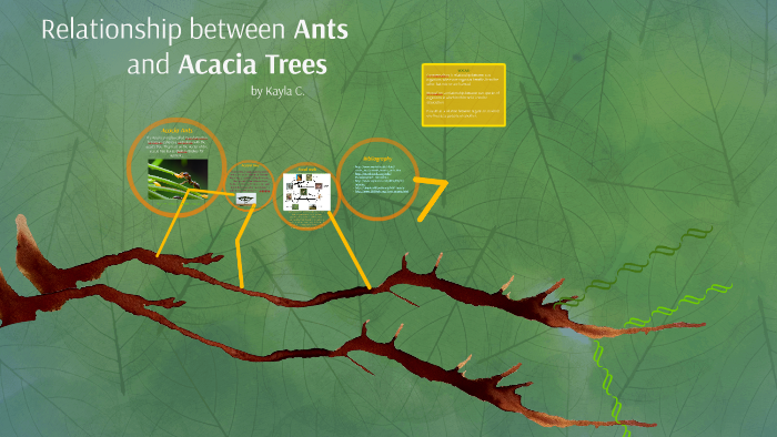 Relationship between Ants and Acacia Trees by Kayla Chess on Prezi