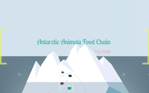 Antarctic Animals Food Chain by Tilly Elliott on Prezi