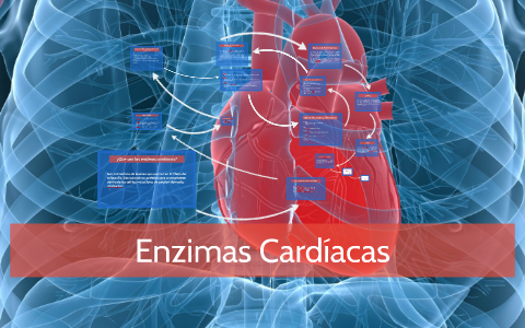 Enzimas Cardíacas by Luka Chilet on Prezi