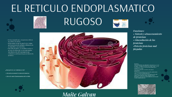 EL RETICULO ENDOPLASMATICO RUGOSO by Maite Galván on Prezi