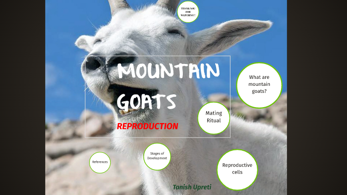 mountain goats reproduction by Tanish Upreti on Prezi