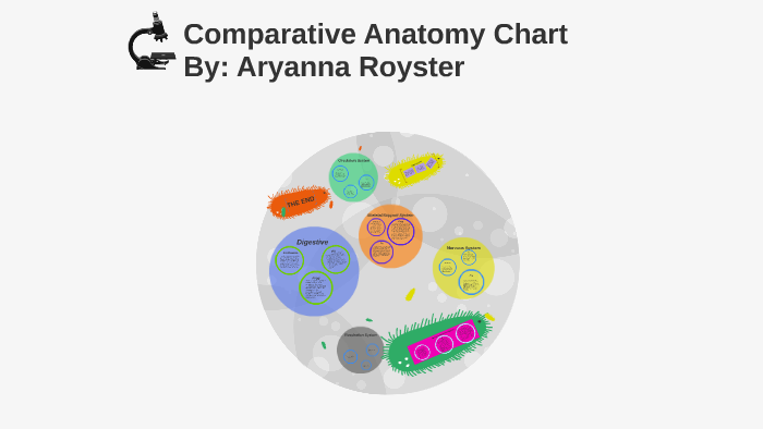 Comparative Anatomy Chart by Aryanna Royster on Prezi