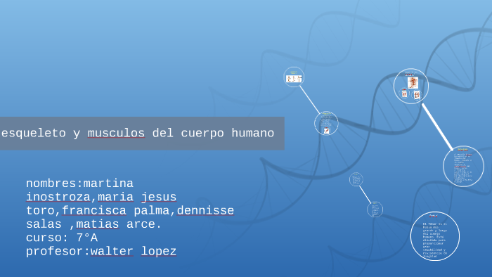 esqueleto y musculos del cuerpo humano by Monserrat Salas Orellana on Prezi