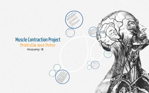Muscle Contraction Project by Priscilla Dong on Prezi