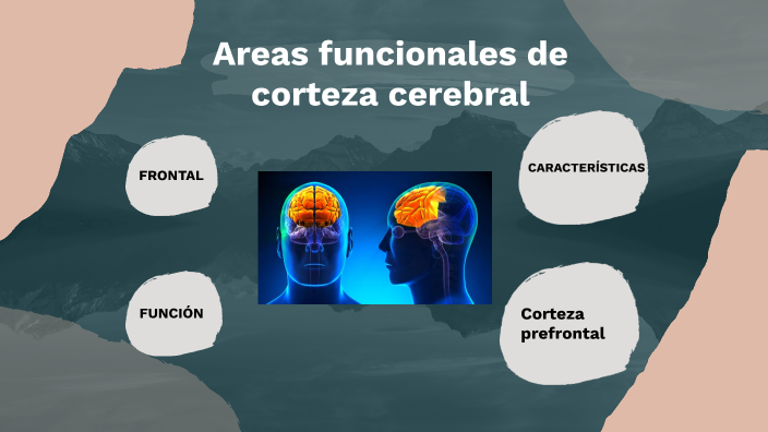 AREAS FUNCIONALES DE CORTEZA CEREBRAL by ANA ABANTO POLO on Prezi