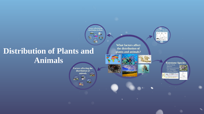 Distribution of Plants and Animals by Sarah Tonks on Prezi