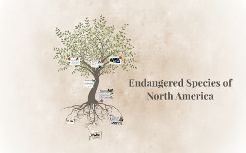 Endangered Species of North America (Younger) by Amanda Casoni on Prezi