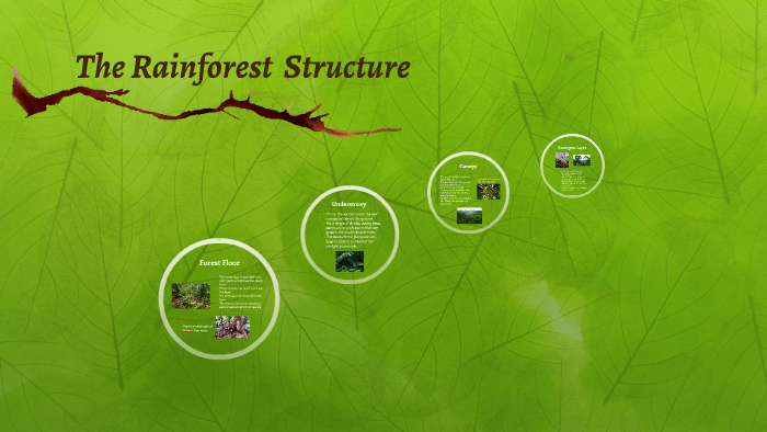 The Rainforest Structure by Amanda Fairless on Prezi