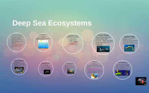 Deep Sea Ecosystems by Kaitlyn Ann on Prezi