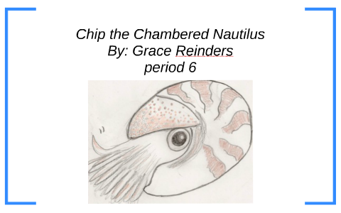Chip the Chambered Nautilus by Grace Reinders on Prezi