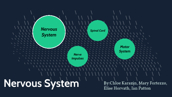 Nervous System and the Brain by Ian Patton on Prezi