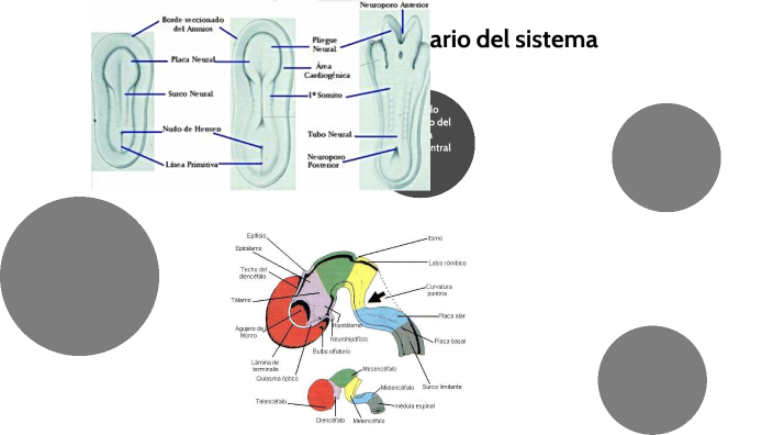 Desarrollo embrionario del sistema nervioso central by Juan Armando ...