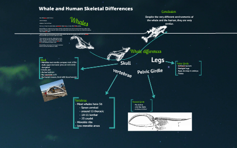 Whale and Human Skeletal Differences by Haley Rawlinson on Prezi