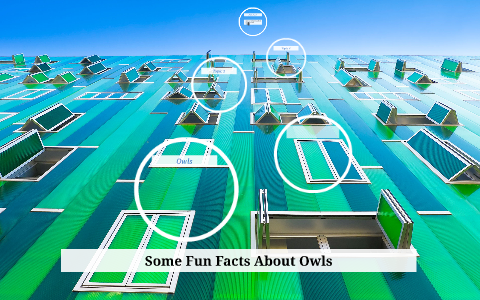 Some Fun Facts About Crocs :-) by Kyle F. on Prezi