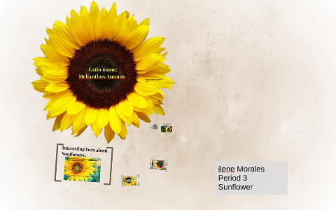 ilene Morales by Crystal Espinoza on Prezi