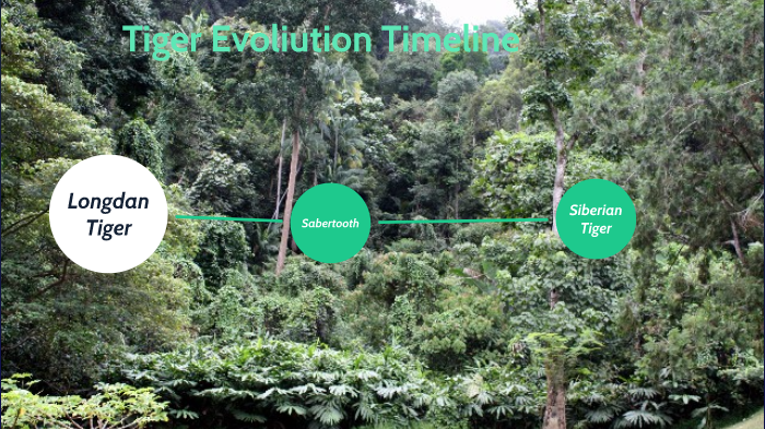Tiger Evolution by sasheanna myers on Prezi