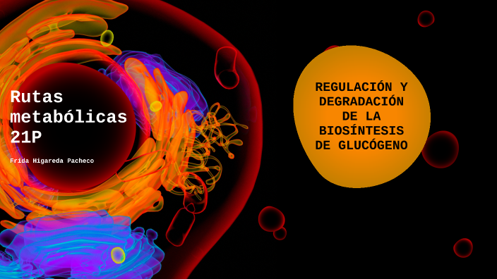 regulacion de la biosintesis y degradacion del glucogeno by Frida ... regulacion de la biosintesis y degradacion del glucogeno by Frida ...