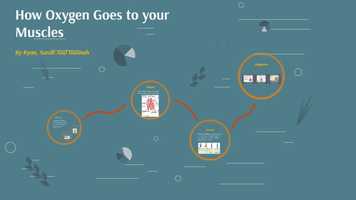 How Oxygen Goes to your Muscles by Ryan Mitchell on Prezi