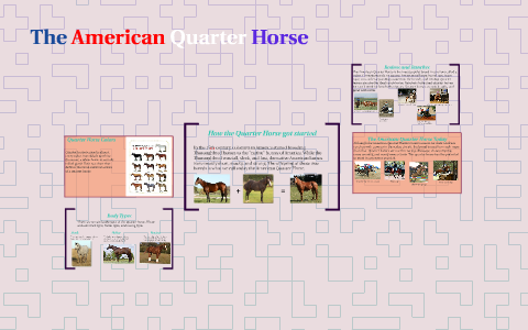 The American Quarter Horse by Courtney Workman on Prezi