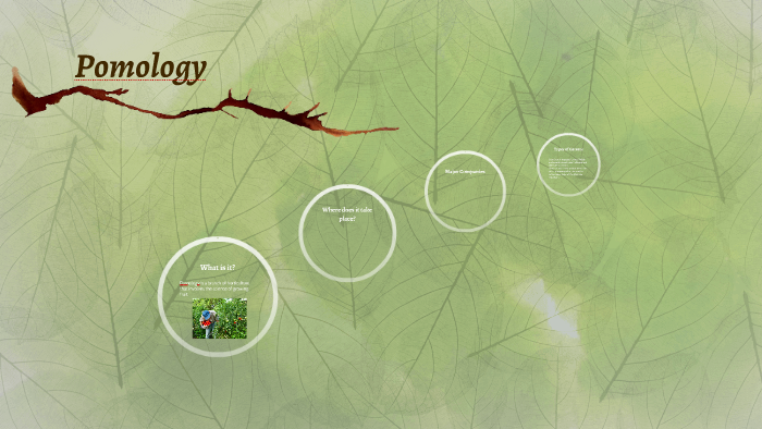 Promology by Amberly Albertson on Prezi