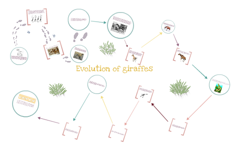 Evolution of Giraffes by Daniel - on Prezi