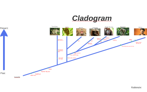 Cladogram by tania bertram on Prezi