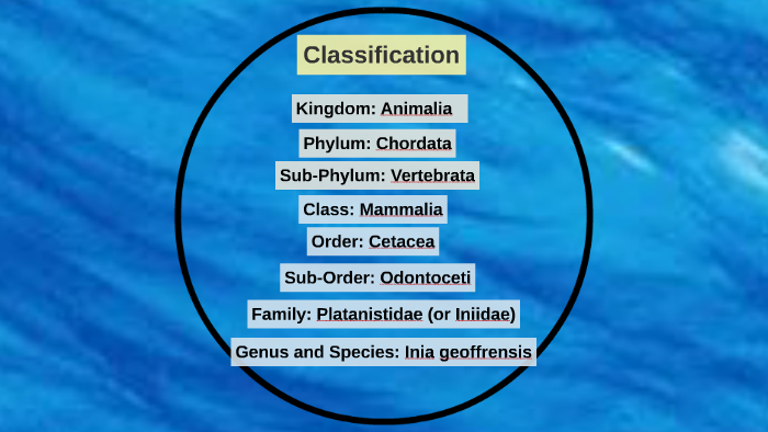 Classification by trinity murray on Prezi