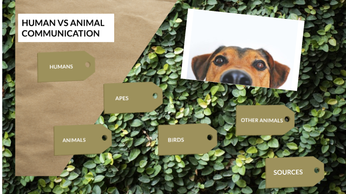 Animal vs Human Communication by Michala Medema on Prezi
