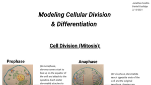Modeling Cell Division and Differentiation by Jonathan Seetho on Prezi Design