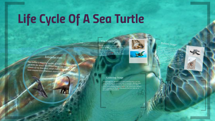 Life Cycle Of A Sea Turtle by yazmin rister