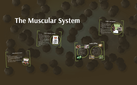 Muscular System of Snakes by Ashley and John on Prezi