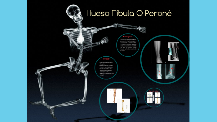 Hueso Fíbula O Peroné by Angiie Garzon on Prezi
