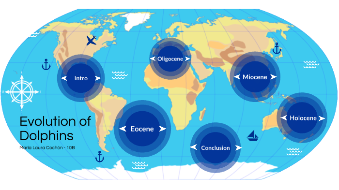 Evolution of Dolphins - MLDC by Maria Laura Cochón on Prezi