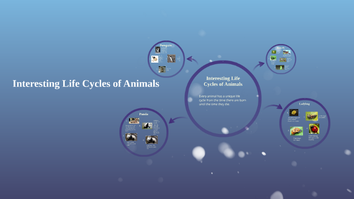 Interesting Life Cycles of Animals by Julie Obertop on Prezi
